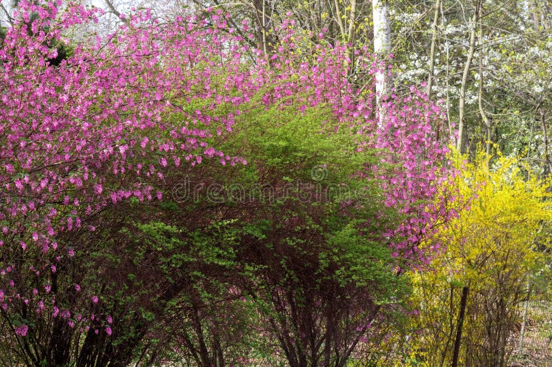 .a Bright Flower Bush in the Garden with Flowers of Different Colors ...