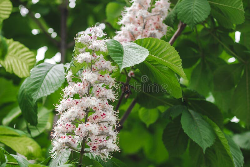 Chestnut Flower on the Tree Stock Photo - Image of flower, south: 147807672
