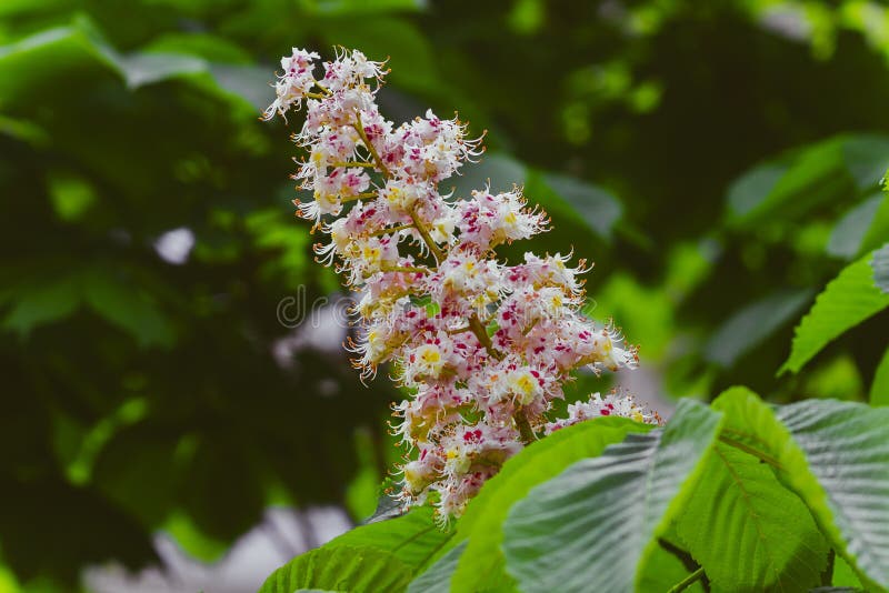 Chestnut Flower on the Tree Stock Image - Image of flower, south: 147807727