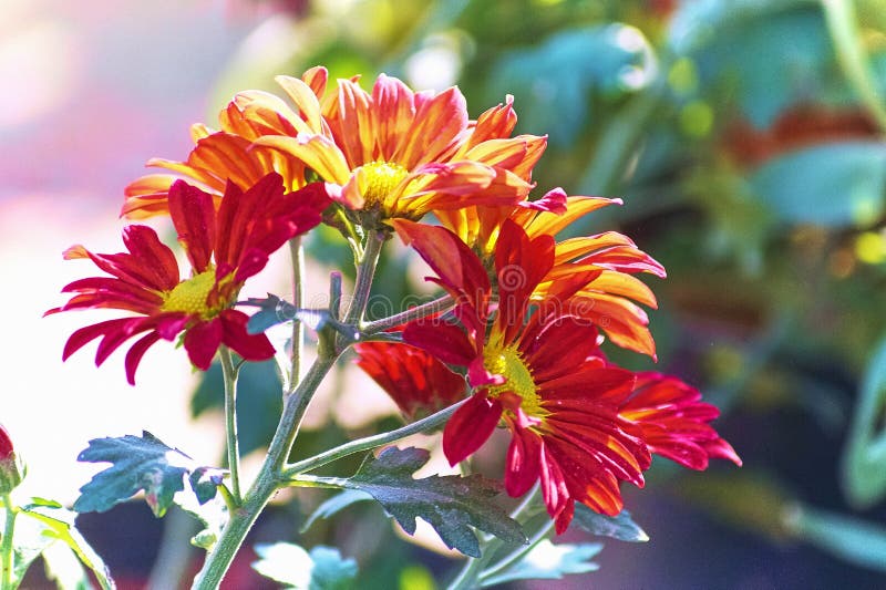 Bright Flower in the Garden Under Bright Sunlight Stock Photo - Image ...