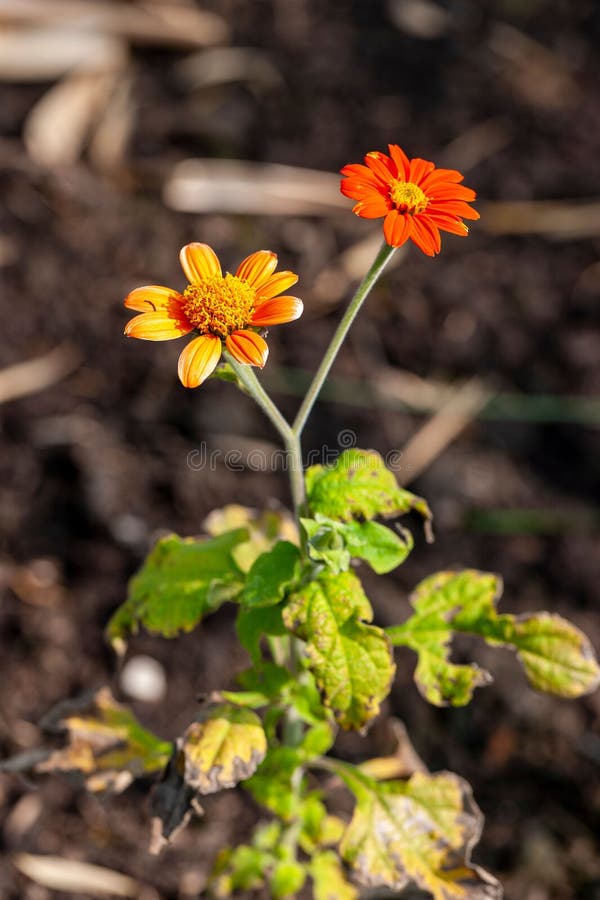A Bright Flower on the Ground by Itself in the Sun Stock Photo - Image ...