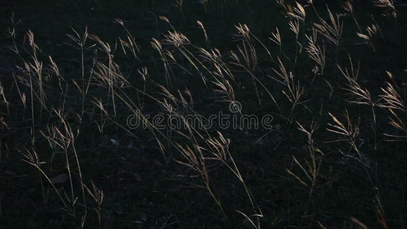 Bright Flower Movement by Wind Stock Footage - Video of flower, dark ...