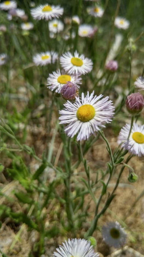 Bright Flower, Mundane Background Stock Photo - Image of found ...