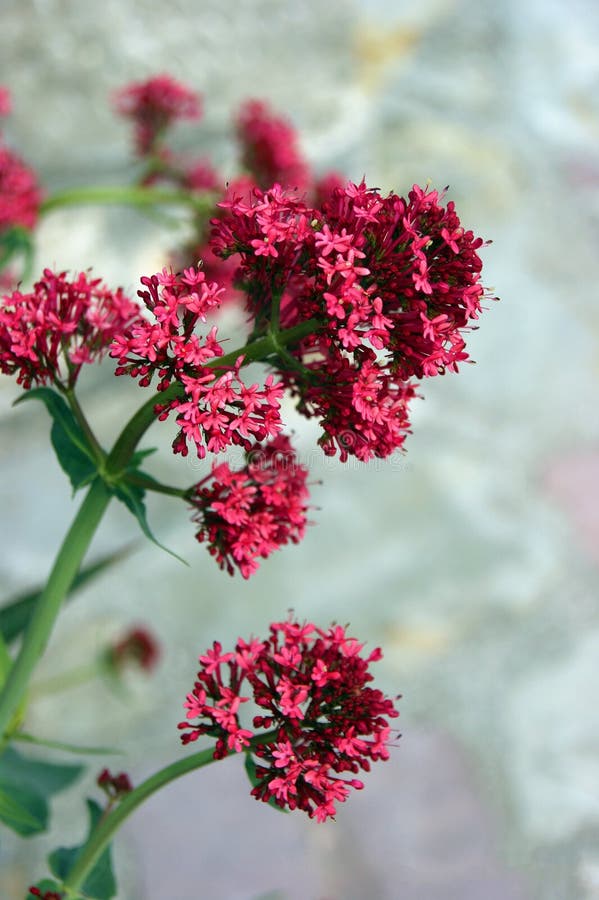 Bright flower stock image. Image of flowering, roseate - 64572937