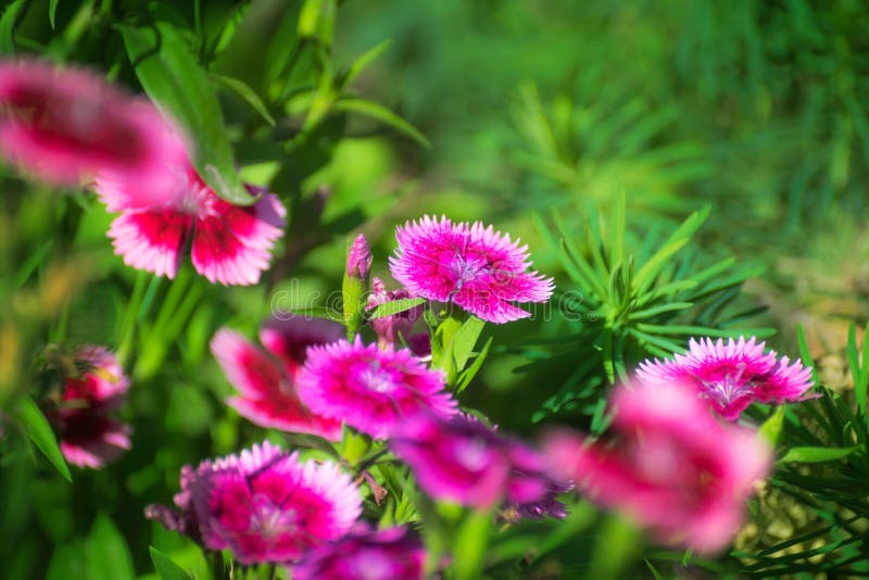 Bright Flowers of Alpine Carnations Close-up Stock Photo - Image of ...