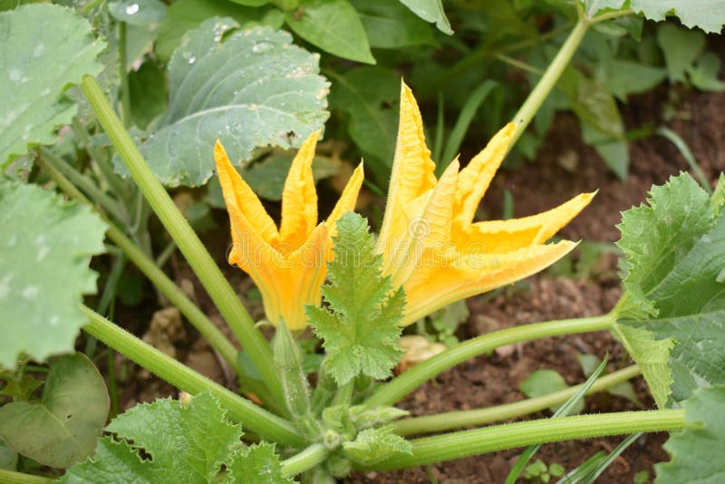 Flowers of Cucurbita Pepo Growing in the Garden Stock Image - Image of ...