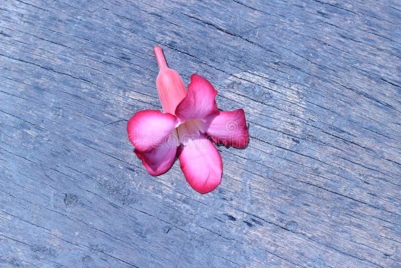 Bright Flowers Drop on the Ground Outdoors Stock Photo - Image of pink ...