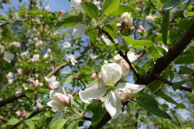 Bright Flowers in the Leafage of Apple in April Stock Image - Image of ...
