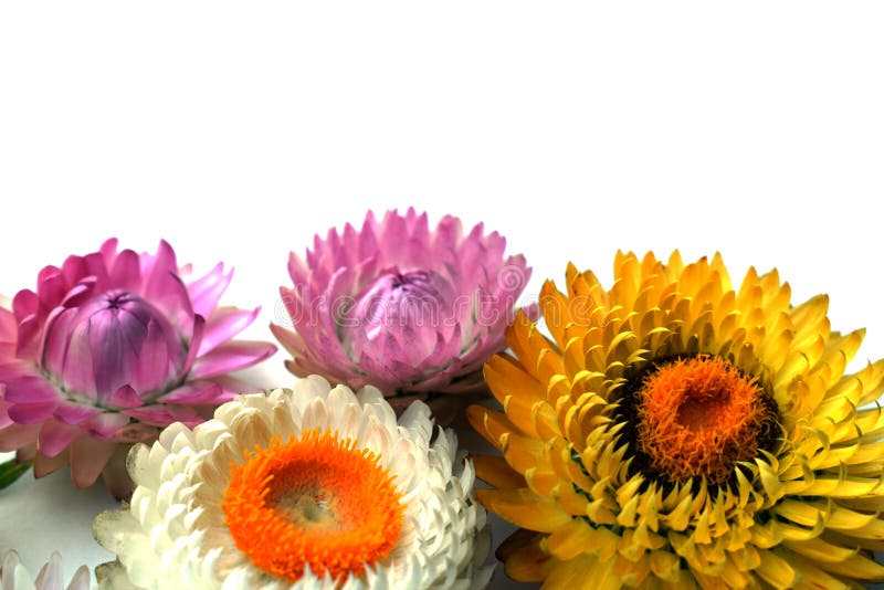 Bright Flowers on a Light Background Stock Image - Image of flower ...