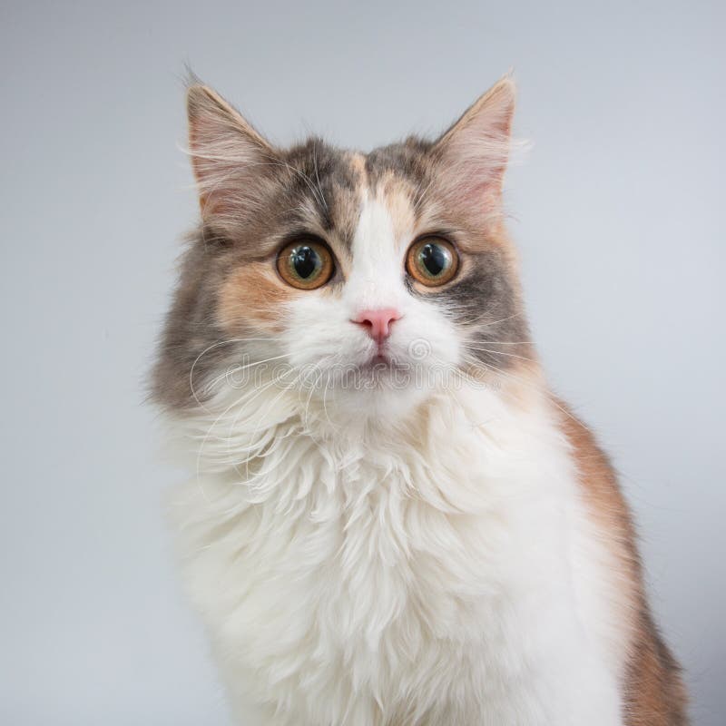 Bright Fluffy Cat Three Colors on the White Background Stock Photo ...