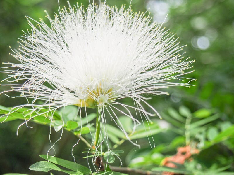 Bright Fluffy White Prairie Acacia Wildflower Stock Image - Image of ...