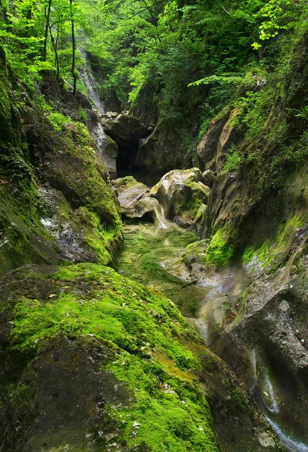 Bright forest stock image. Image of autumn, scenic, green - 24881657