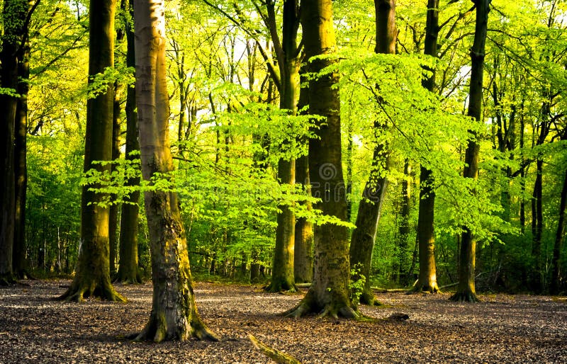 Bright forest stock image. Image of scenery, park, summer - 5992821
