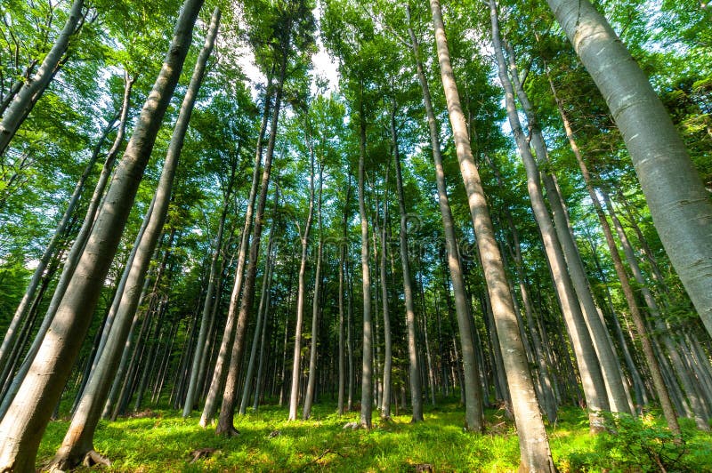 Bright forest angle shot stock photo. Image of mysterious - 27268882