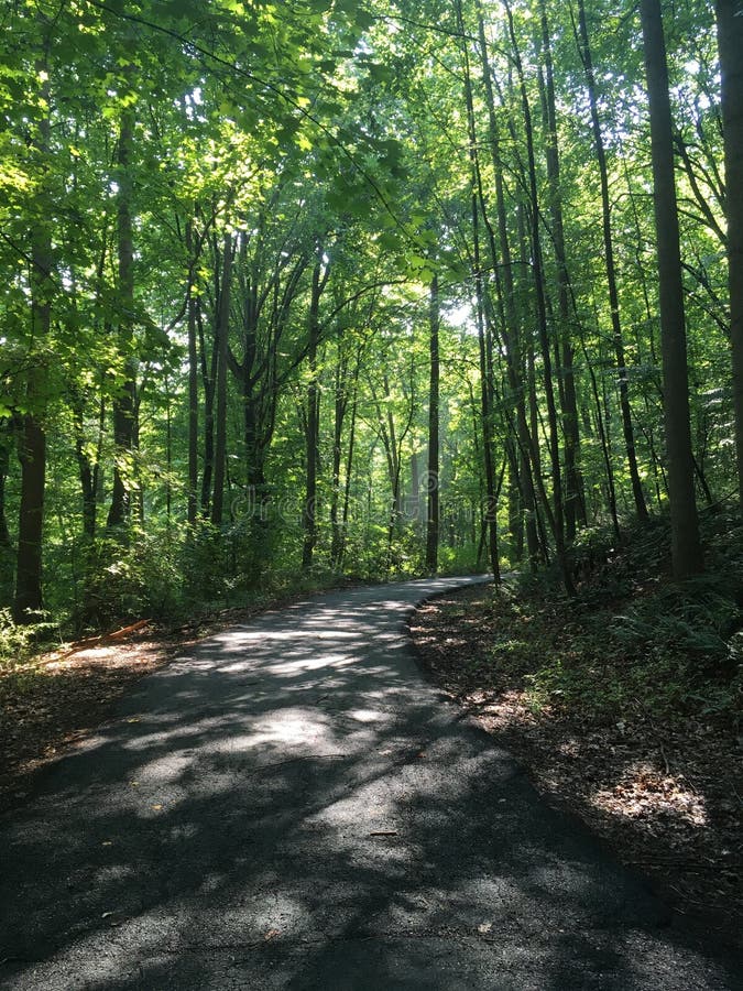 Bright Forest stock photo. Image of morning, brightly - 75734674