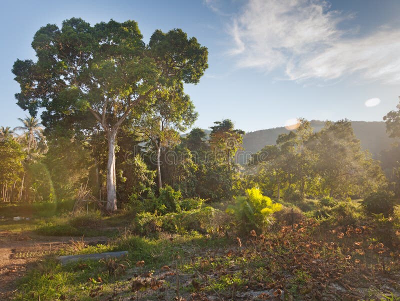 Bright Forest in the Canyon. Beautiful Landscape Stock Image - Image of ...