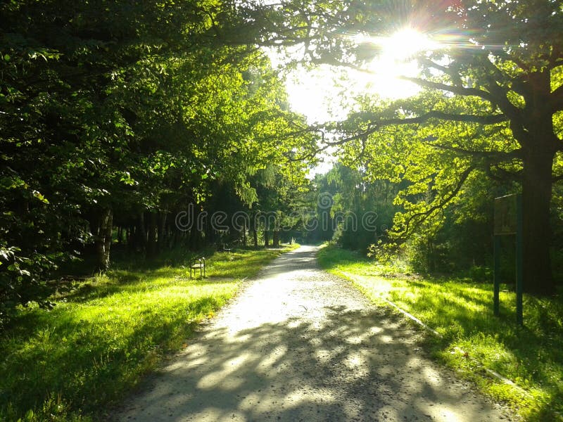 Bright forest stock photo. Image of outdoor, nature, country - 97185044