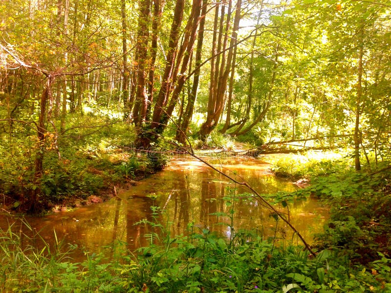 Bright forest stock image. Image of natural, outdoor - 111631755