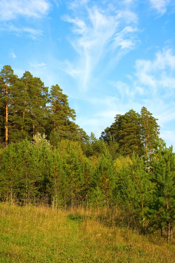 Bright forest scenery. stock photo. Image of nature, blue - 11449444