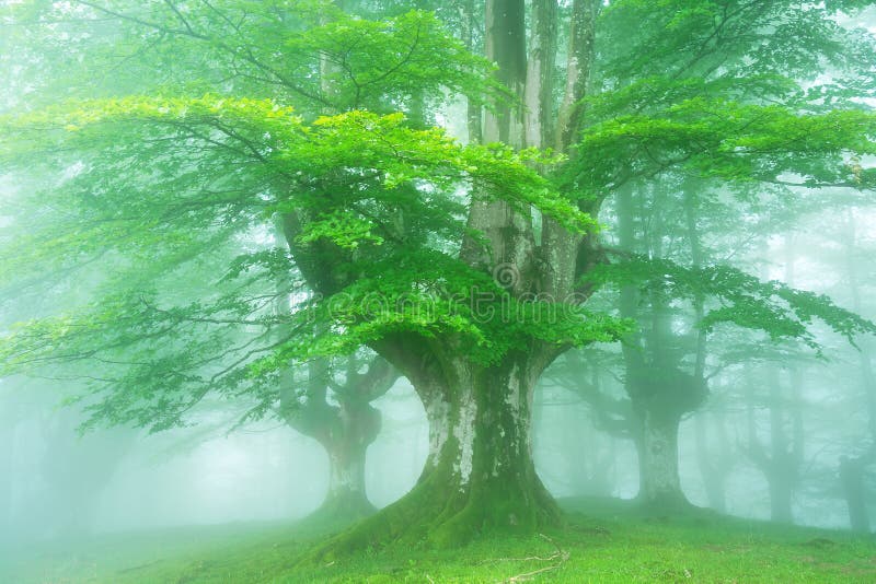 Bright forest in spring stock image. Image of springtime - 58426379