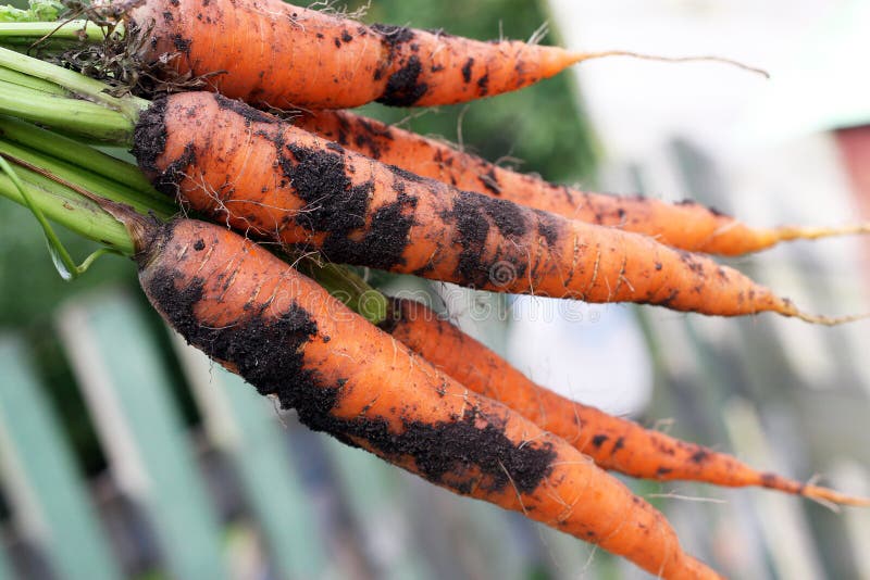 Bright Fresh Carrots Pulled Ground Stock Photos - Free & Royalty-Free ...