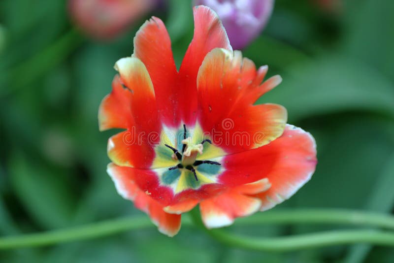 Bright fresh tulip stock photo. Image of growth, bright - 147414370