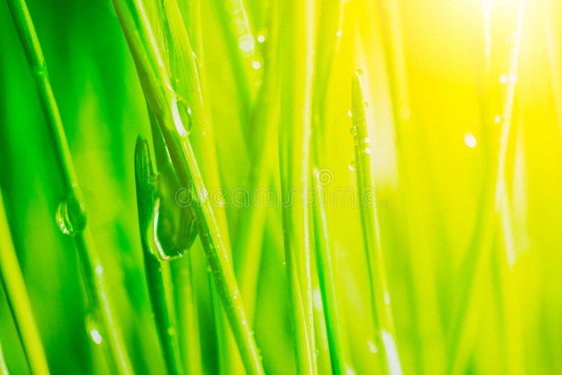 After spring rain stock image. Image of backgrounds, organic - 78392157