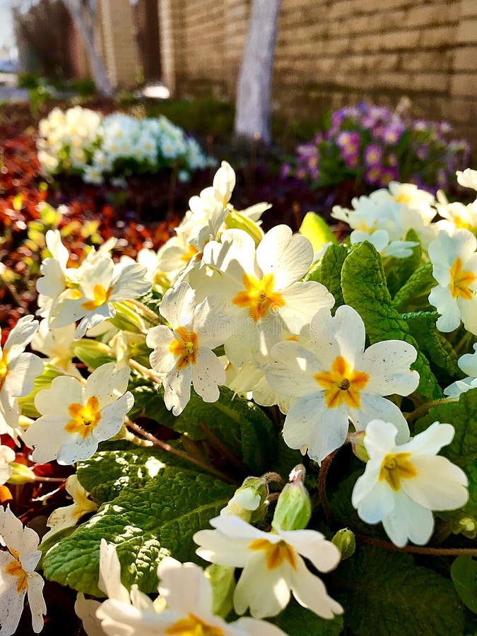Bright Freshness of a Sunny Spring Morning Stock Photo - Image of ...