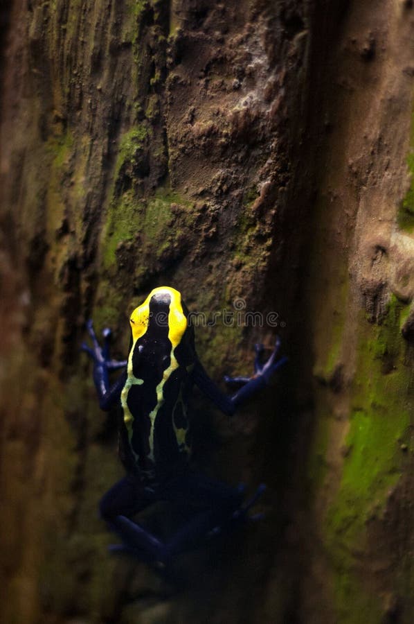 532 Frog Crawling Stock Photos - Free & Royalty-Free Stock Photos from ...