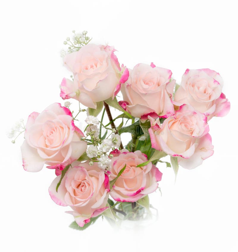 Bright Fuchsia Bush Roses Soft Against White Background Stock Image ...