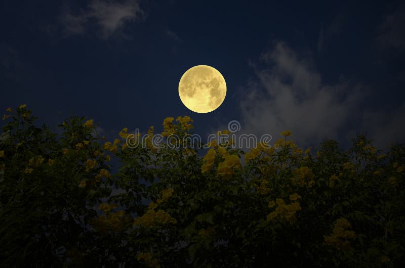 Bright Full Moon and Beautiful Yellow Elder Flowers Stock Photo - Image ...