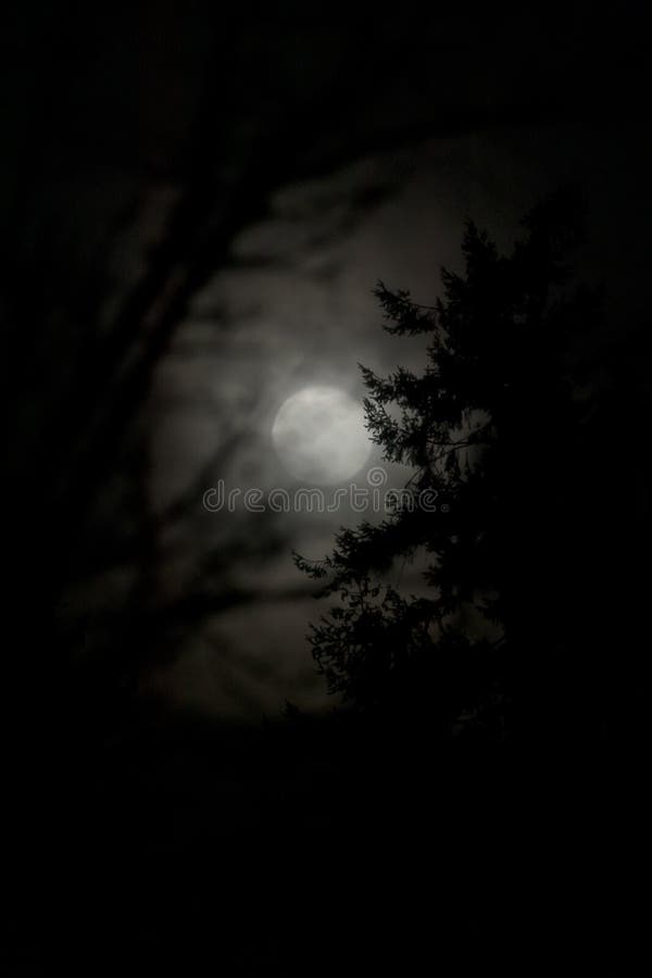 Bright Full Moon Behind Silhouetted Pine Trees Stock Photo - Image of ...