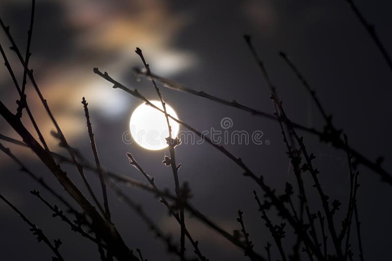 Bright Full Moon Behind Some Tree Branches Stock Image - Image of ...