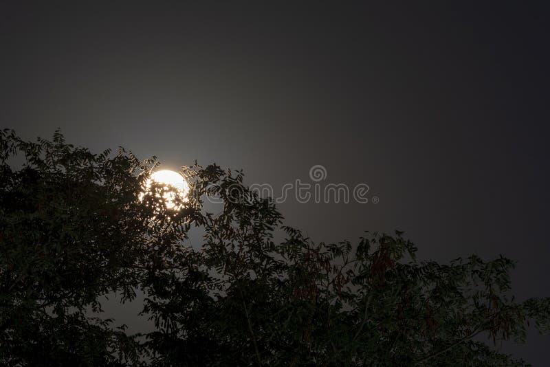 Bright Full Moon Behind Some Tree Branches Stock Image - Image of ...