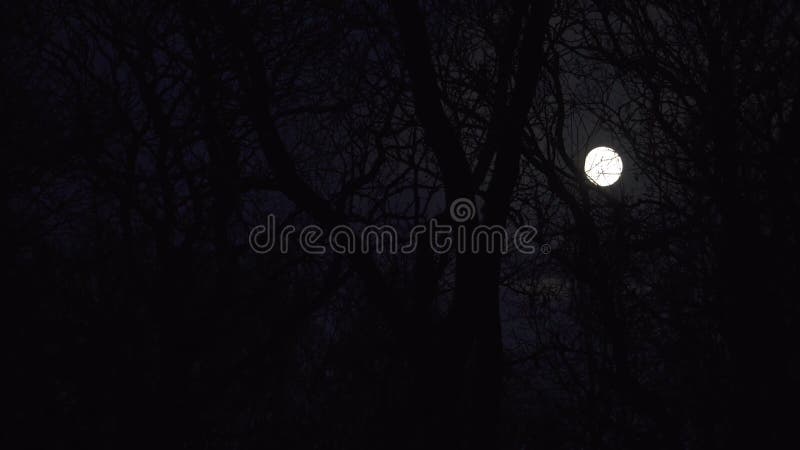 Bright Full Moon Illuminates Bare Tree Branches in Night Sky Stock ...