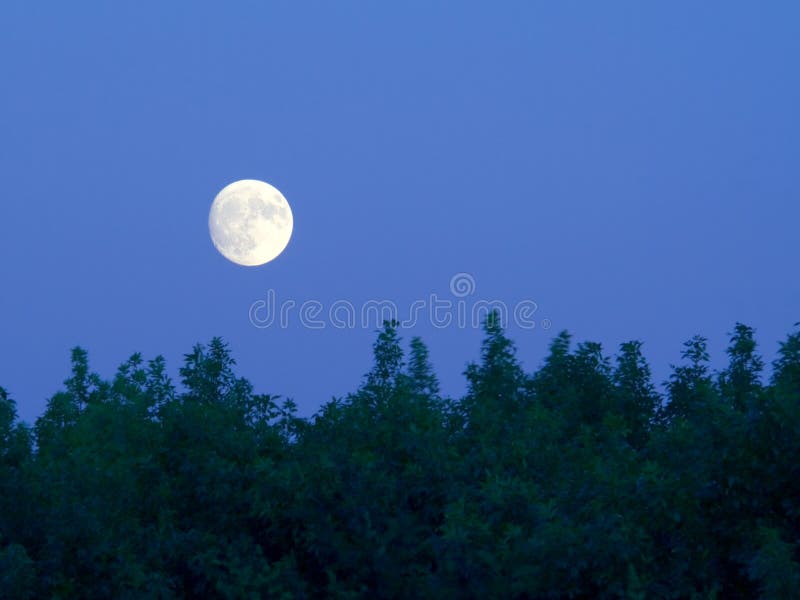 Bright Full Moon Over Trees at Dusk Stock Image - Image of green ...