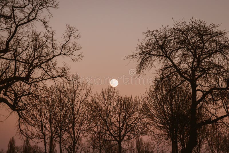 The Bright Full Moon Shines through the Thicket of a Tree with Bare ...
