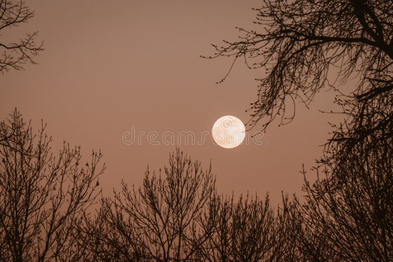 The Bright Full Moon Shines through the Thicket of a Tree with Bare ...