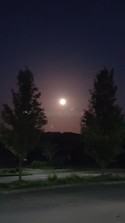 Full Moon between Trees stock image. Image of full, landscape - 120166861