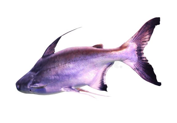 Bright Gaff Topsail Catfish on Background Stock Image - Image of ...