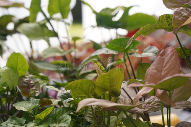 Bright Garden Plants of Different Varieties at the Exhibition-sale ...