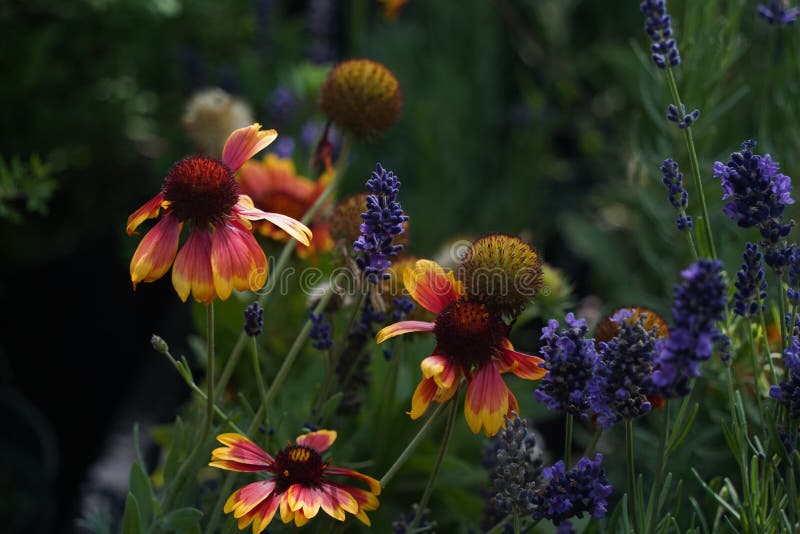 Bright Garden Plants of Different Varieties at the Exhibition-sale ...