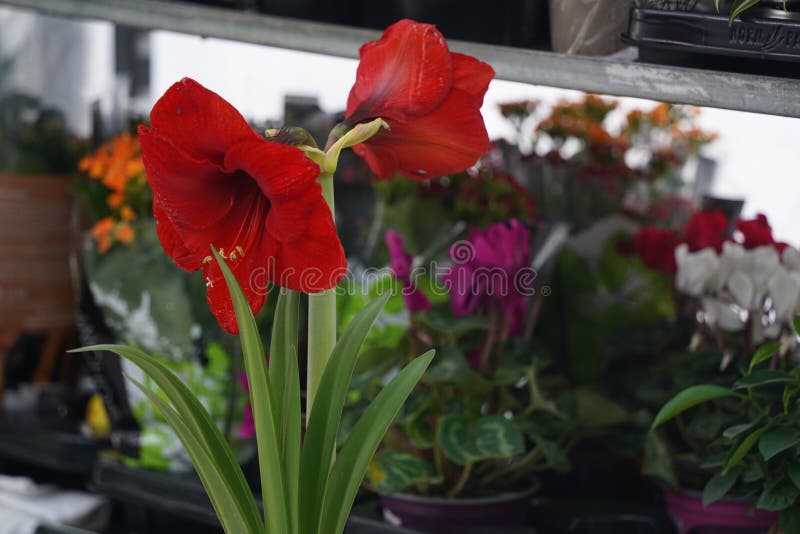 Bright Garden Plants of Different Varieties at the Exhibition-sale ...