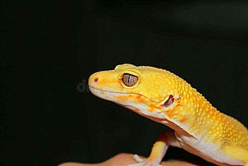Bright gecko stock image. Image of eyes, bright, orange - 99426961