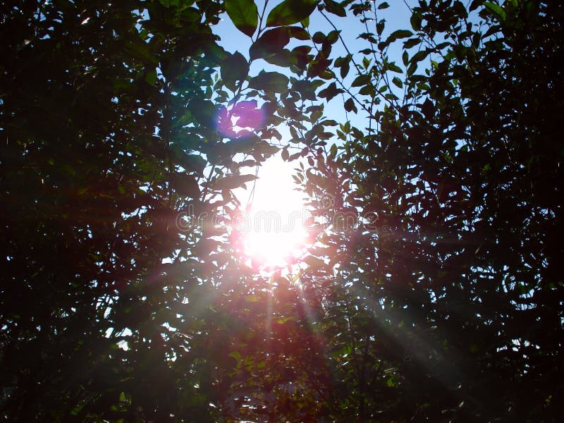 Sun glare in foliage stock image. Image of minimalism - 129834081
