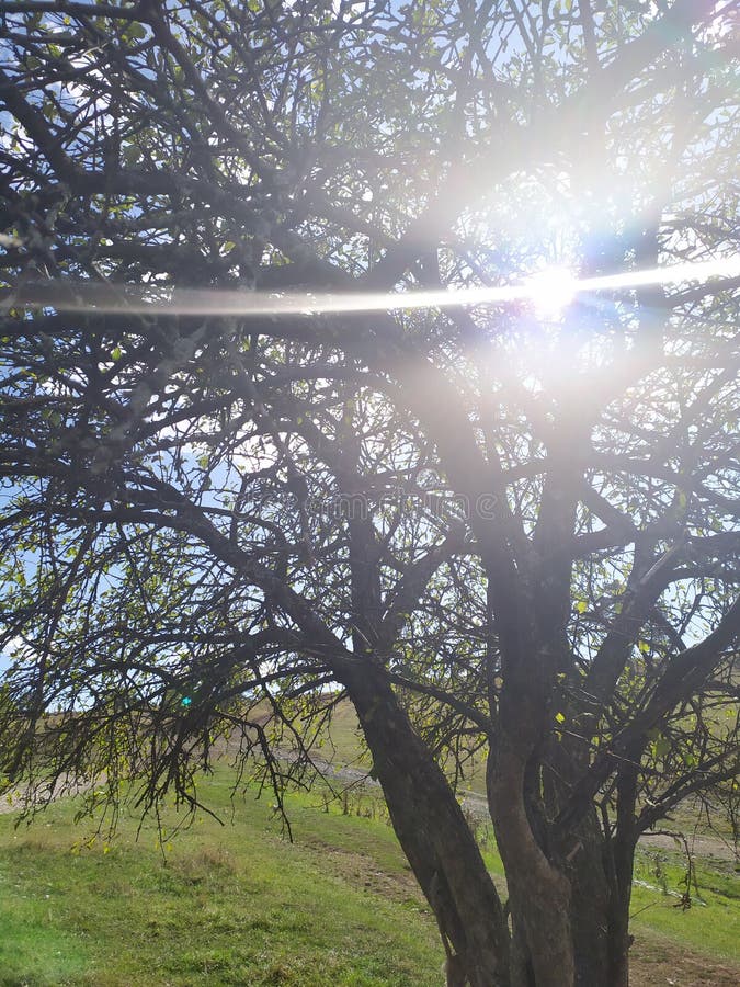 Bright Glare from Sun through Tree Branches Stock Photo - Image of ...