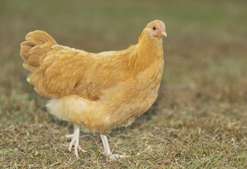 Bright gold checken hen stock photo. Image of domestic - 269658338