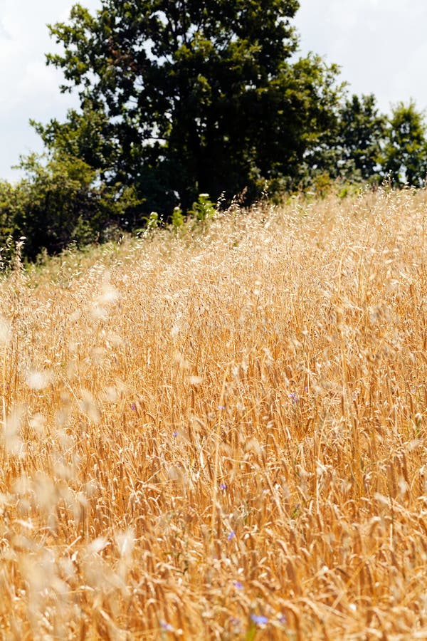 Bright gold grass stock photo. Image of agriculture, freshness - 75985202