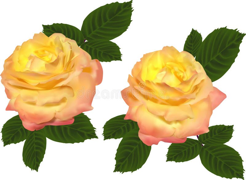 Bright Gold Two Roses Isolated on White Stock Vector - Illustration of ...