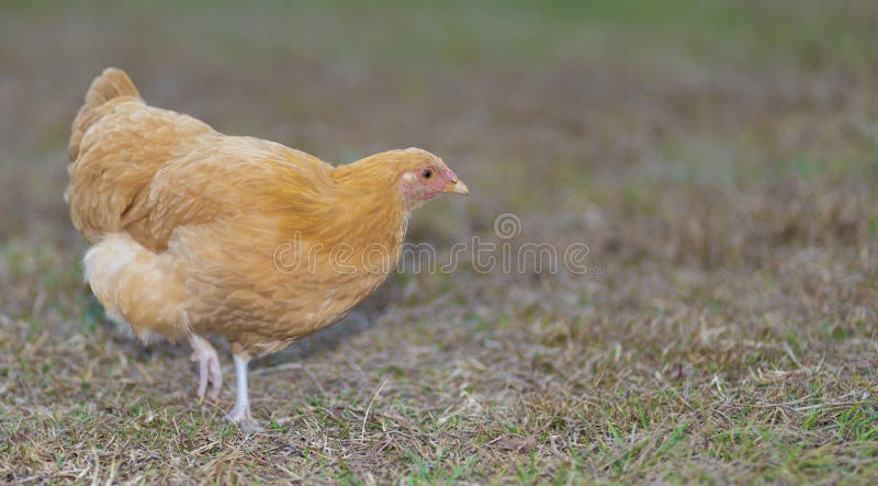 Bright Golden Chicken Hen on a Pasture Stock Image - Image of poultry ...